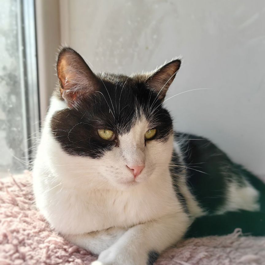 Я загадал желание,исполнится ли