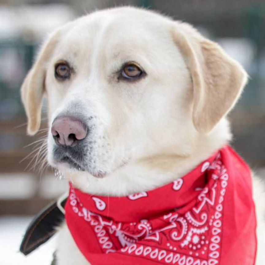 Взрослая собака в добрые руки