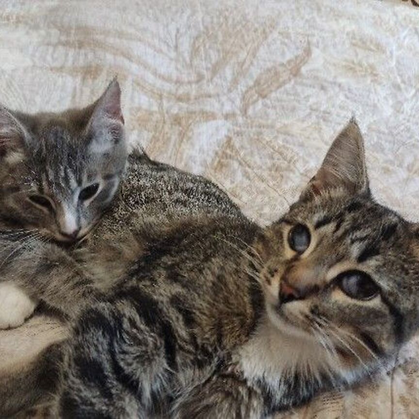 Котята ищут дом