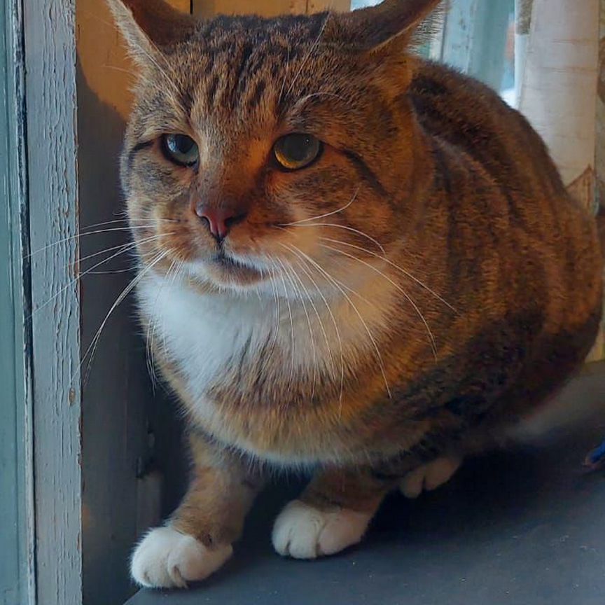 Котище бесплатно