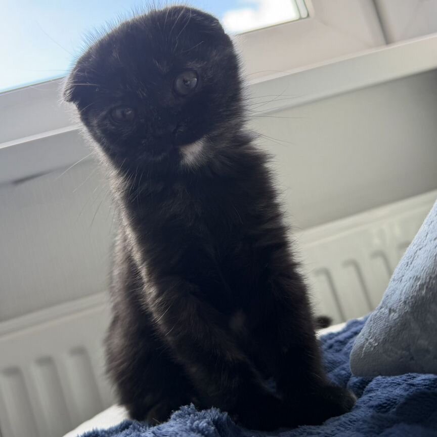 Шотландский вислоухий короткошёрстный котёнок