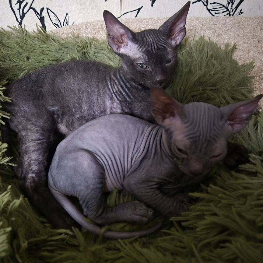 Донской сфинкс котёнок