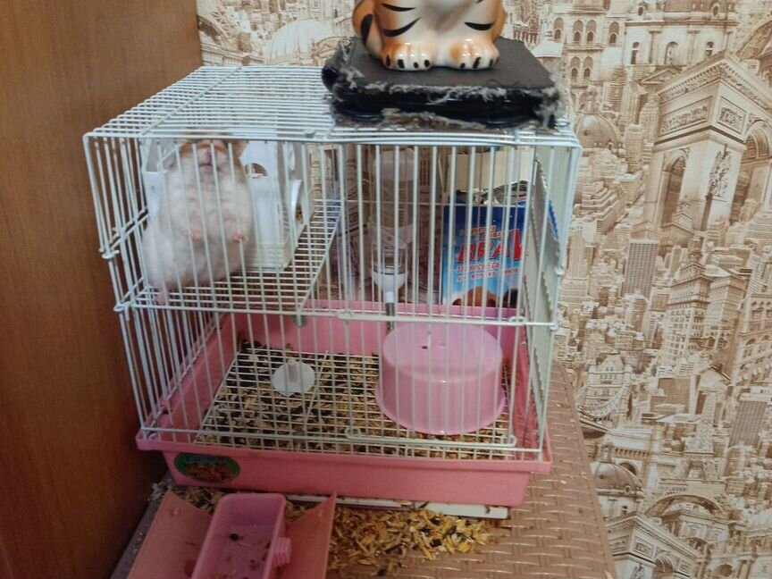 Клетка для хомяка+хомяк