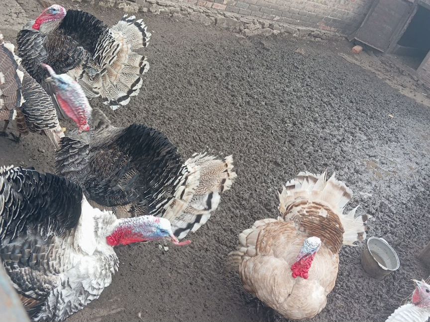 Гуси, индюки