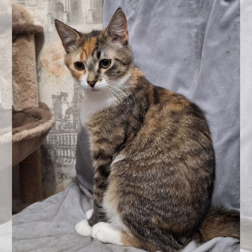 Взрослая, кошка в добрые руки