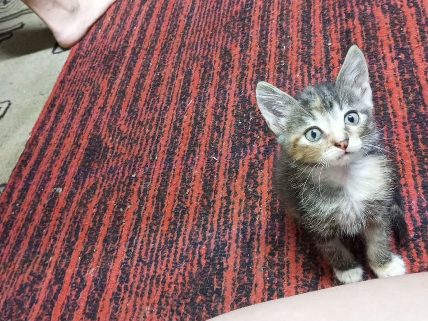 Котята