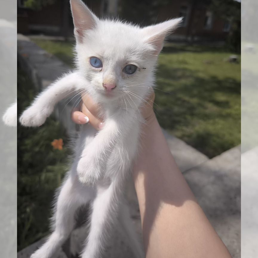 Котята в добрые руки бесплатно