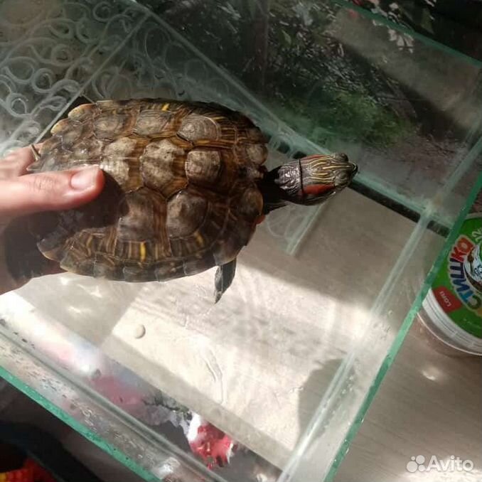 Красноухие черепахи 2 шт с аквариумом