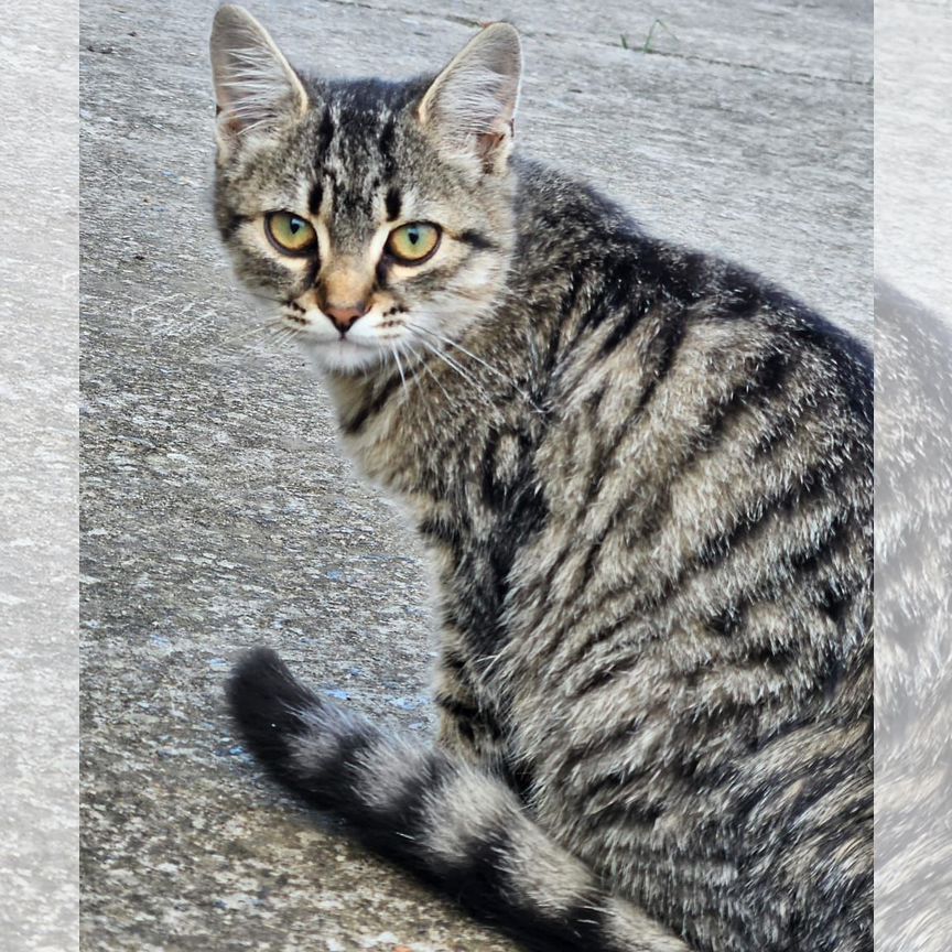 Полосатая красотка 5 мес