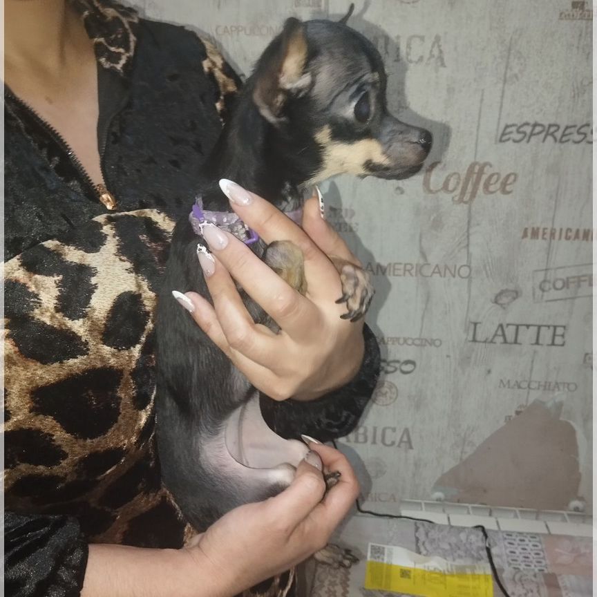 Чихуахуа, щенок