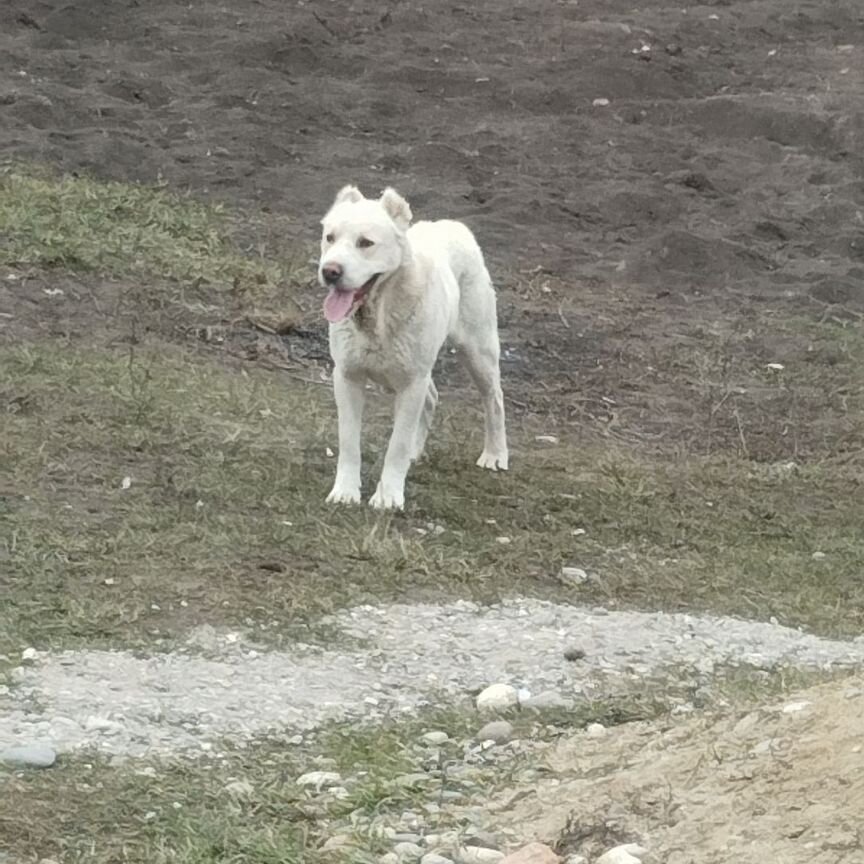 Собака алабай