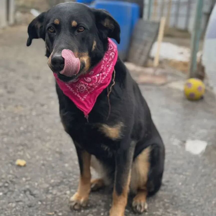 Взрослая собака в добрые руки