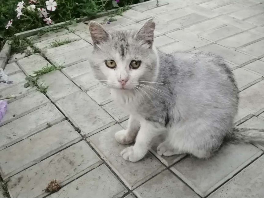 Кот марсик И кот василий