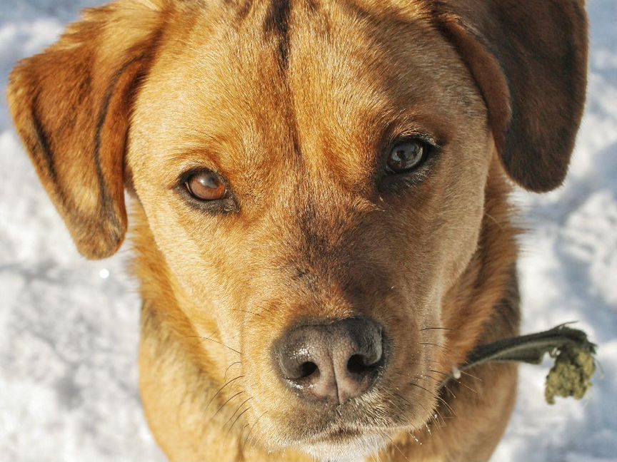 Шикарная собака Дина в добрые руки