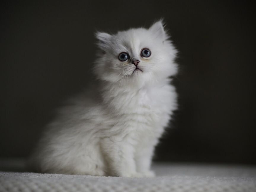 Шотландски котенок 2.5 мес
