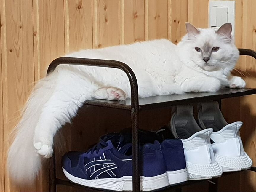 Отдам кота в добрые руки