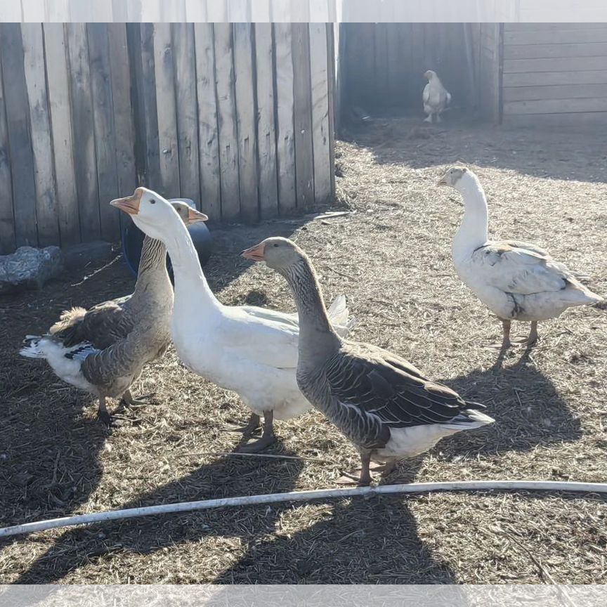 Гуси