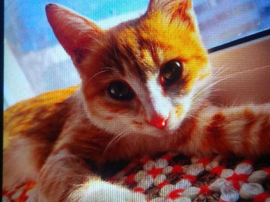Котенок девочка