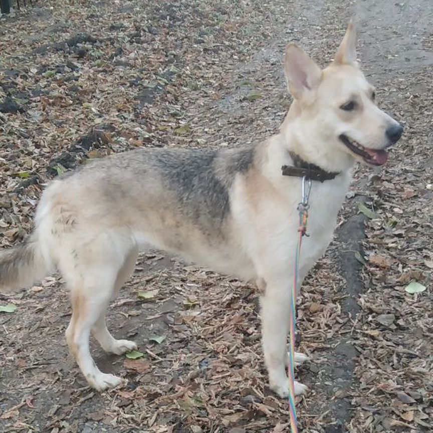 Взрослая собака в добрые руки