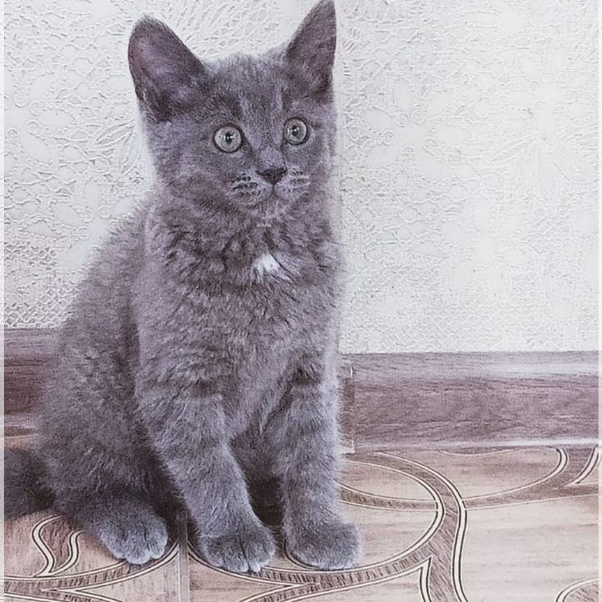 Шотландская