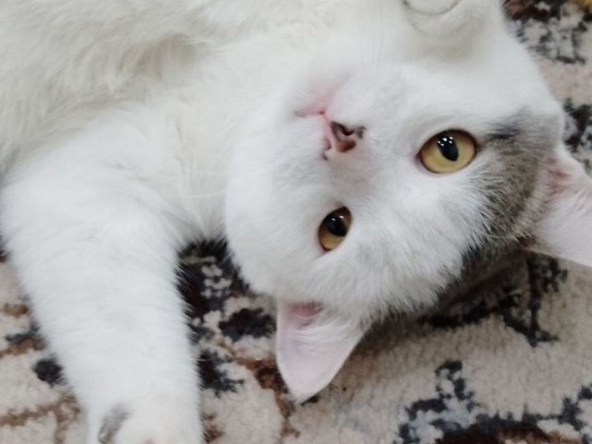 Васенька ищет дом