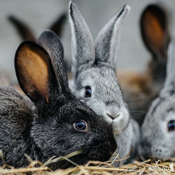 Продаю крольчат