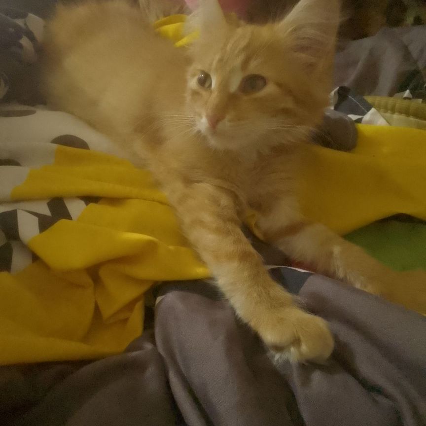 Отдам денежного котика
