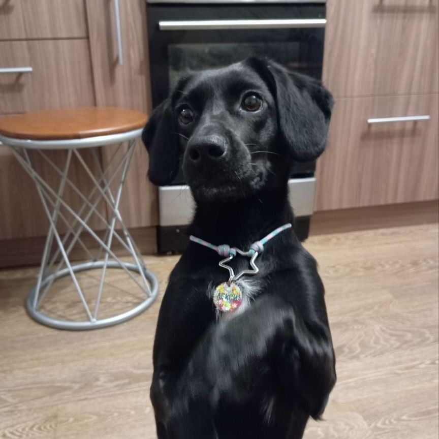 Адресники из смолы для животных