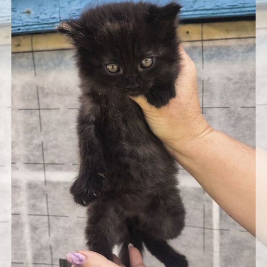 Котёнок в добрые руки