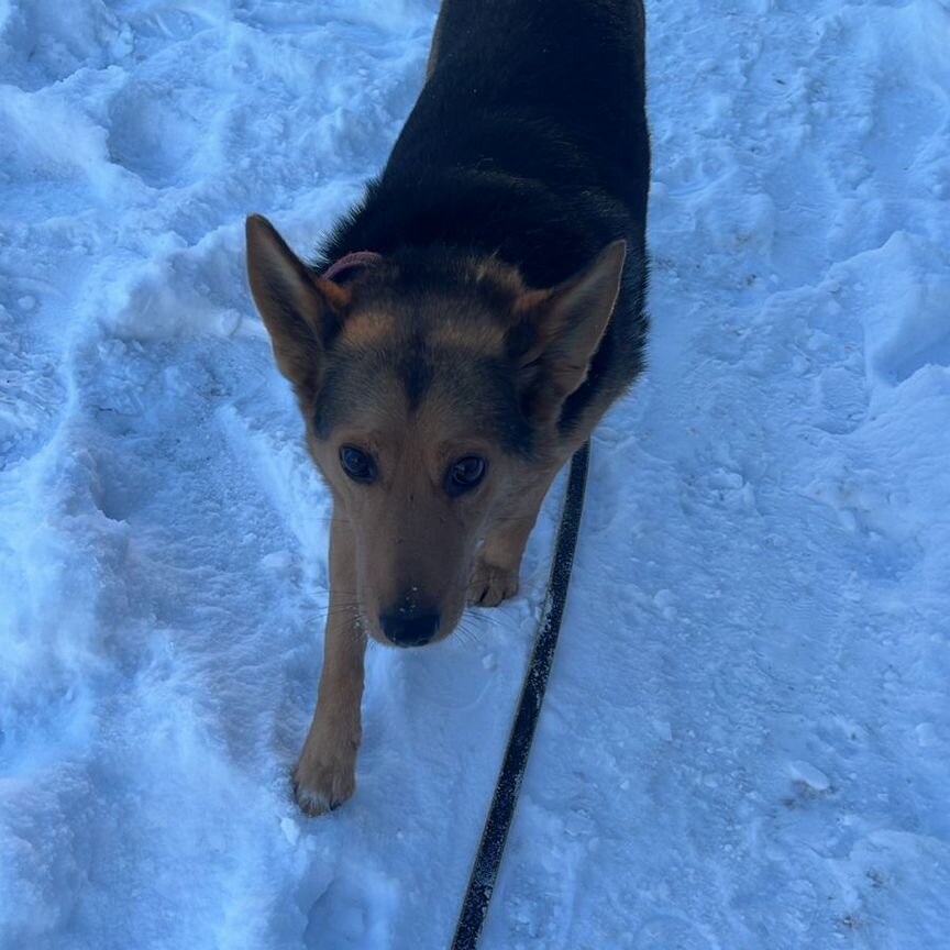 Пёс ищет дом