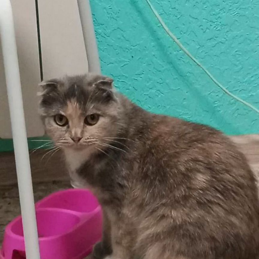 Домашние животные бесплатно