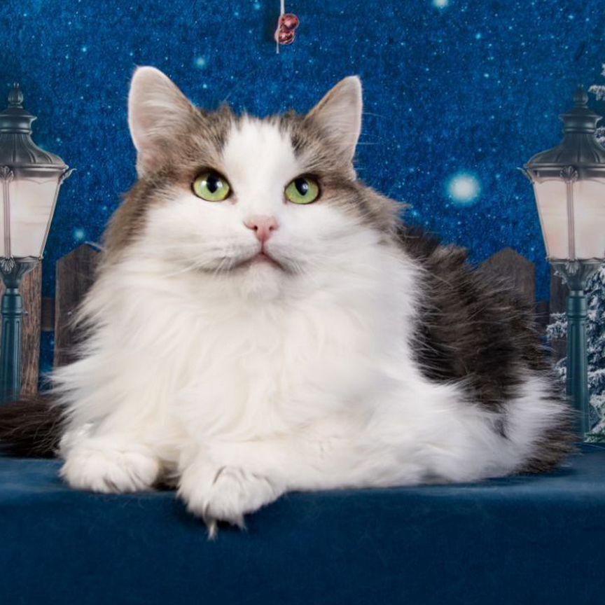Взрослая, кошка в добрые руки