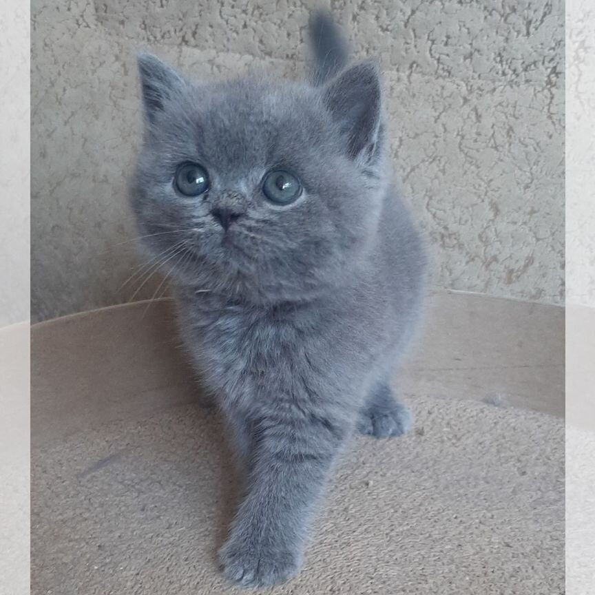 Британские котята короткошерстные голубые