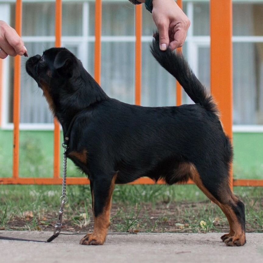 Мальчик пти брабансон