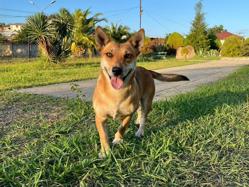 Собака в добрые руки