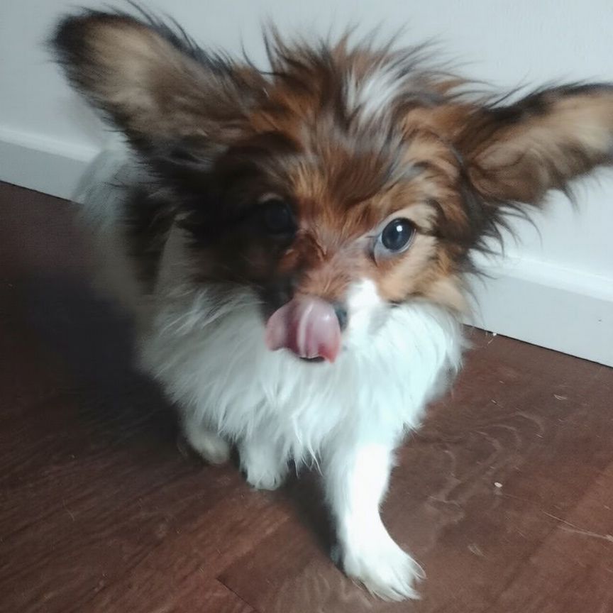 Континентальный той-спаниель папильон, щенок