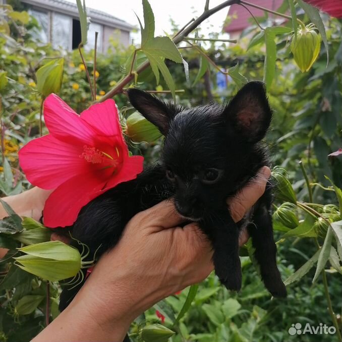 Счастье на ладошке