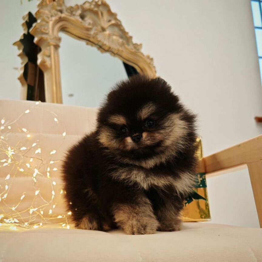 Померанский шпиц супер мини медвежонок
