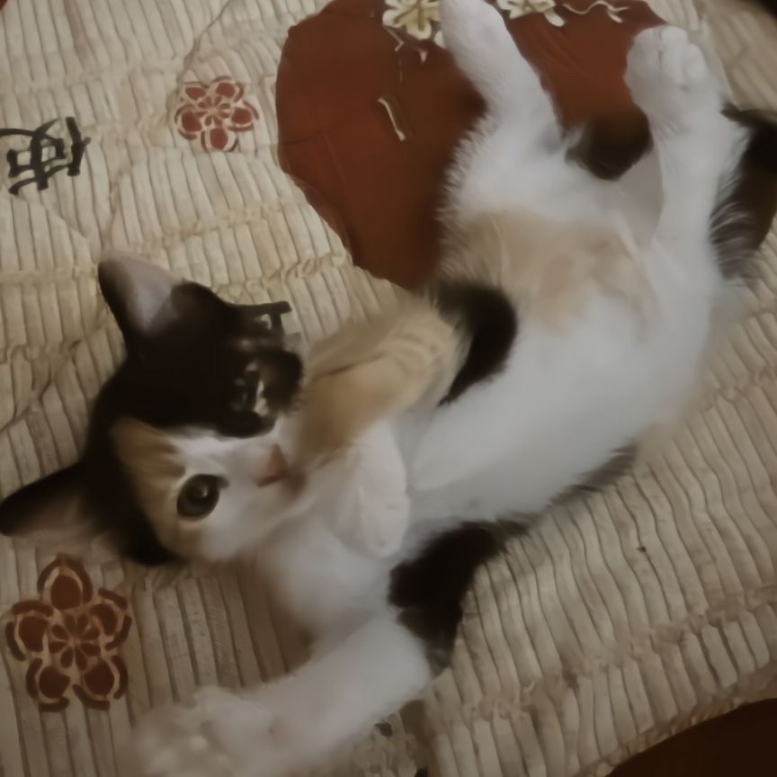 Котёнок в добрые руки