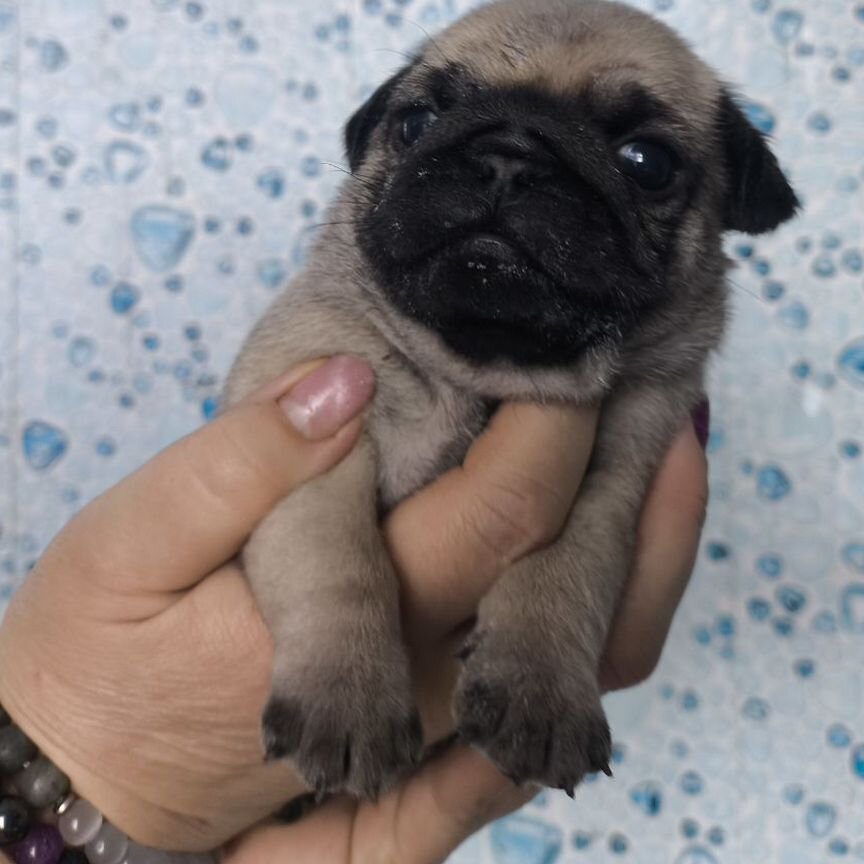 Мопс, щенок