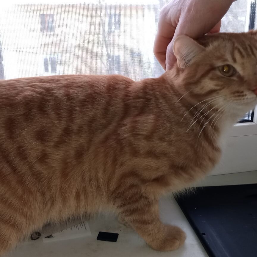 Коты в добрые руки