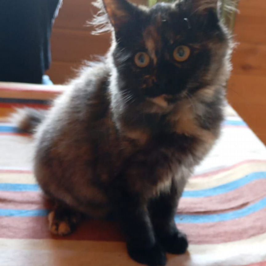 Замечательный котёнок