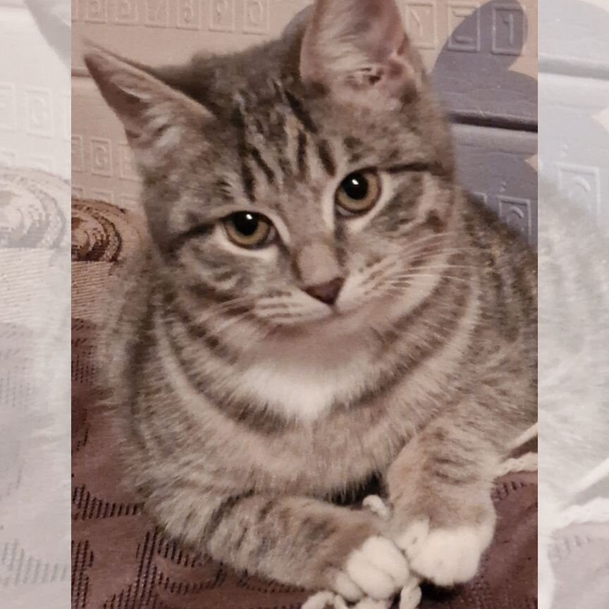 Котёнок в добрые руки