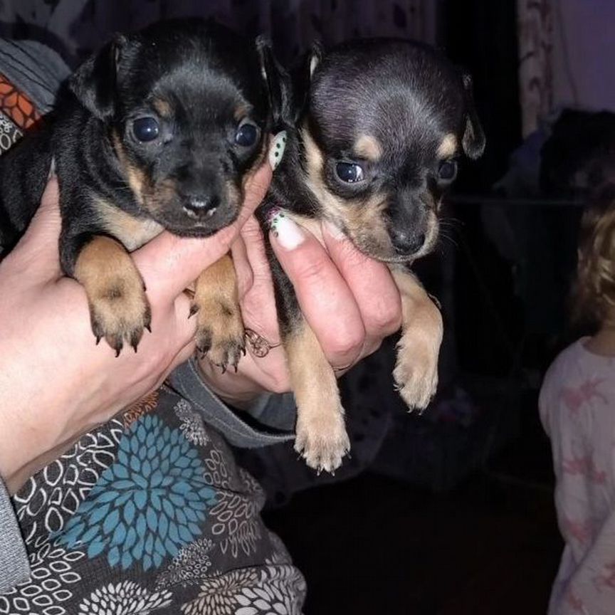 Русский той-терьер, щенок