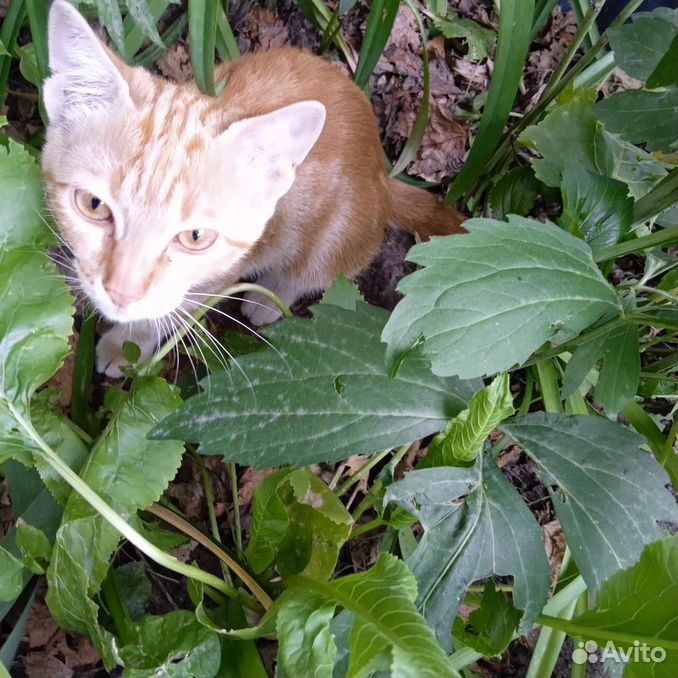 Котенок 5мес