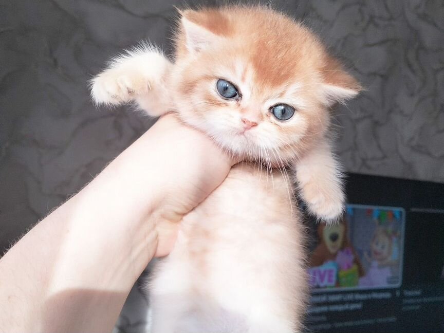 Британская золотая шиншилла