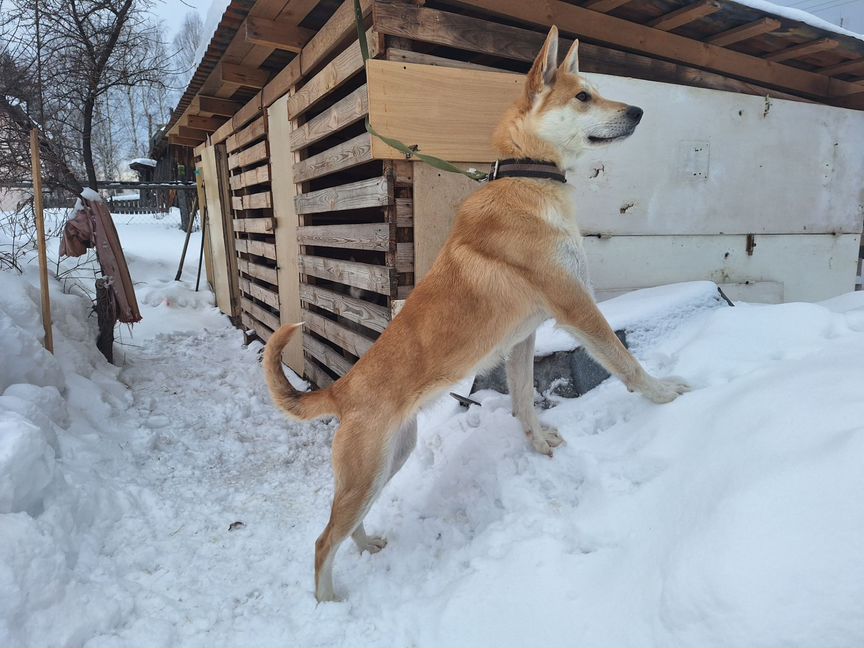 Лайка