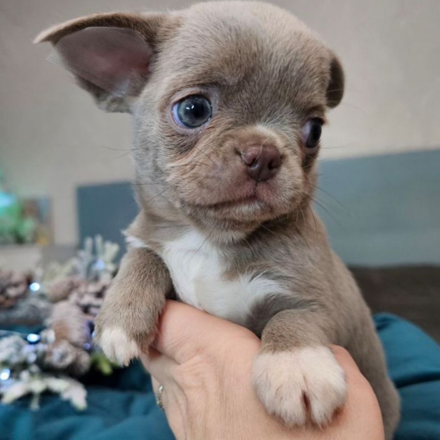 Чихуахуа, щенок