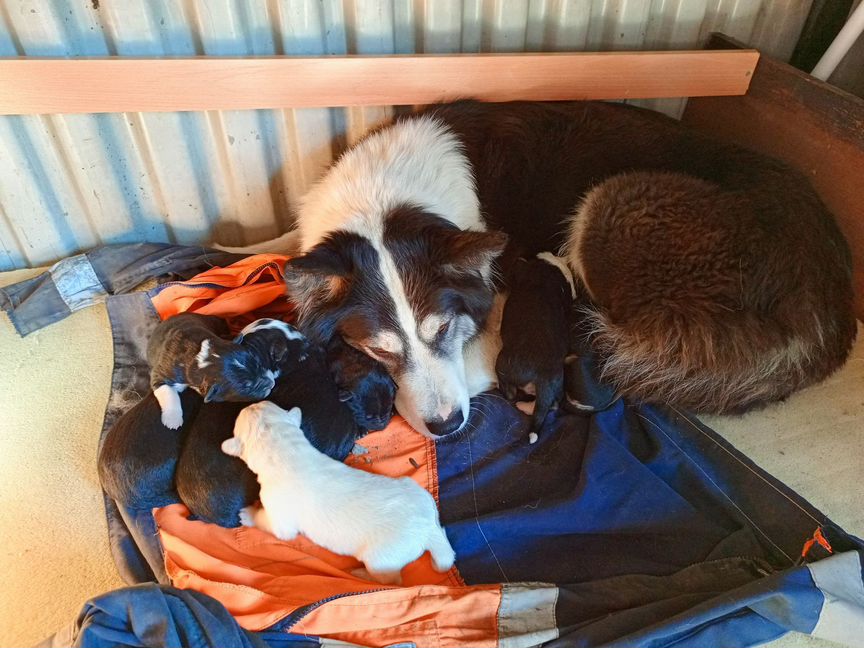 Щенки Якутской лайки и Тибетского волкодава