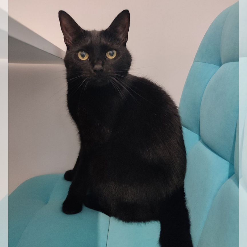 Взрослая кошка в добрые руки